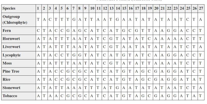 Solved Which character states (i.e., nucleotide positions) | Chegg.com