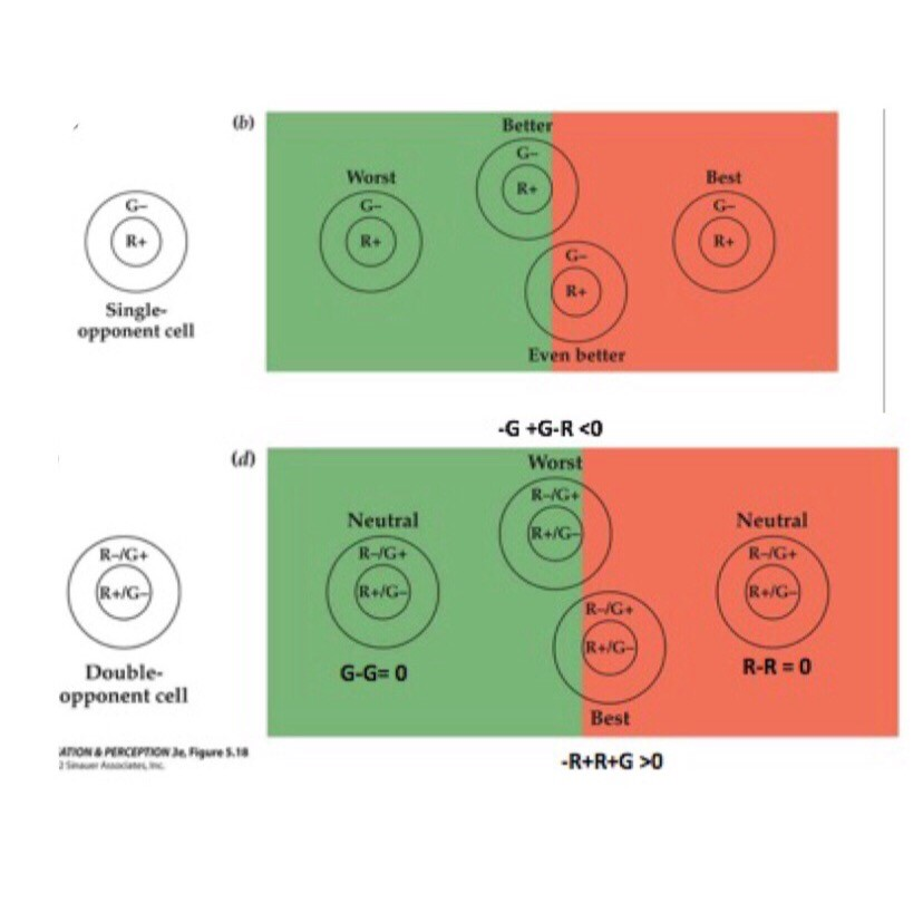 Prove that single-opponent cells are good for | Chegg.com