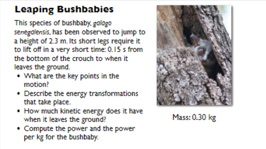 Solved Leaping Bushbabies This species of bushbaby. galago | Chegg.com