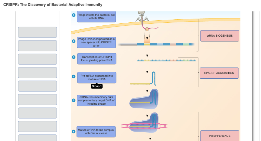 Solved Now that you are familiar with the bacterial DNA | Chegg.com Solved Now that you are familiar with the bacterial DNA | Chegg.com