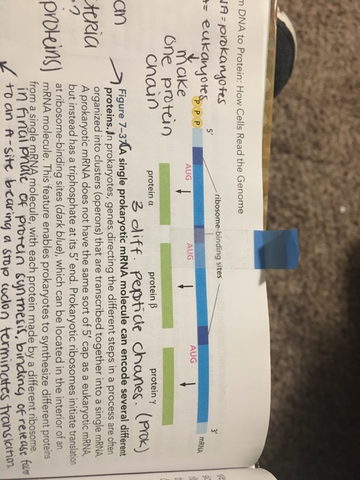 Solved A single prokaryotic mRNA molecule Can encode several | Chegg.com