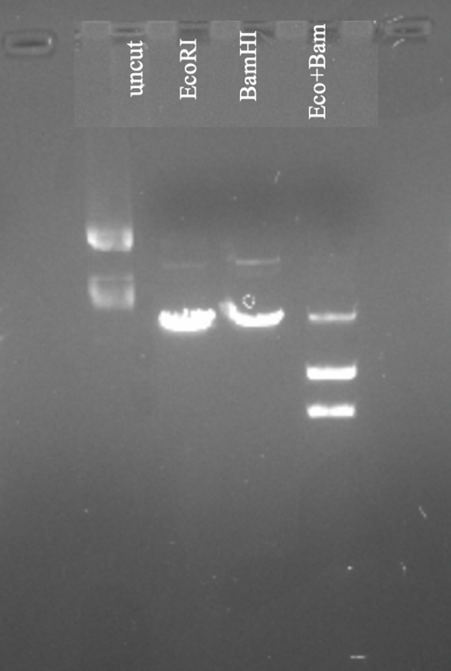 Solved construct a digital plasmid map from the gel | Chegg.com
