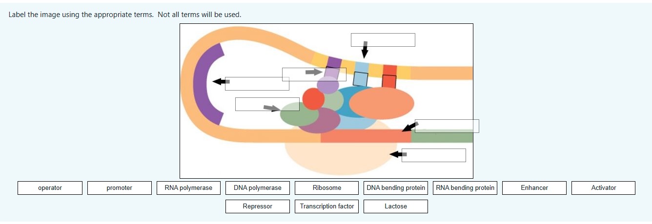 Solved Label the image using the appropriate terms. Not all | Chegg.com