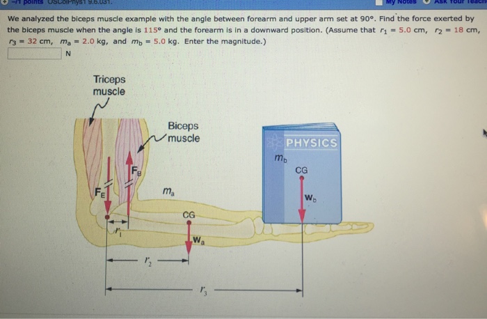 Solved We analyzed the biceps muscle example with the angle | Chegg.com