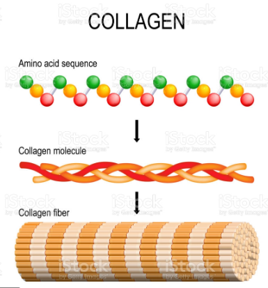 Solved What is the secondary structure in collagen? Alpha | Chegg.com
