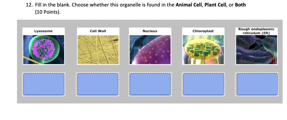Solved 12. Fill in the blank. Choose whether this organelle | Chegg.com