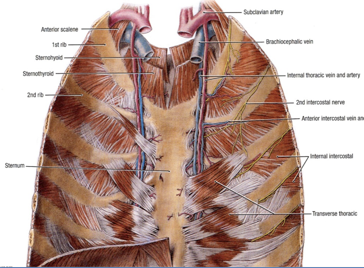External And Internal Intercostals Cadaver
