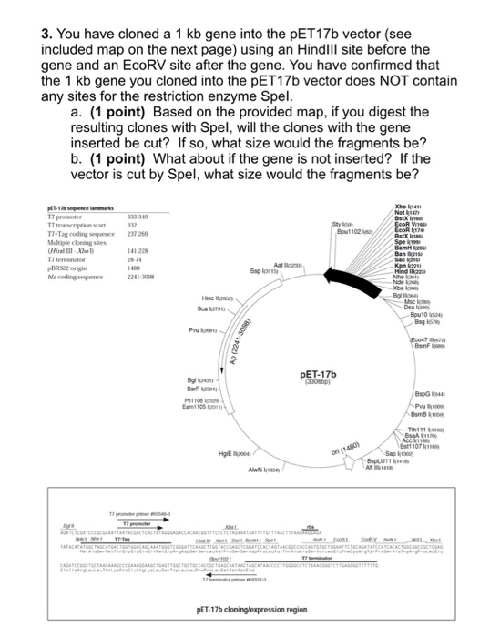 Solved 3. You have cloned a 1 kb gene into the pET 17b | Chegg.com