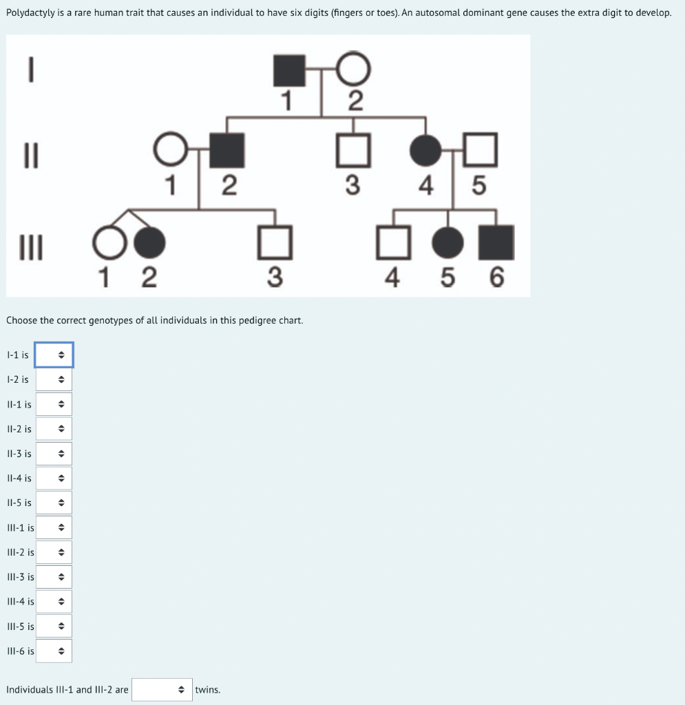 Solved Polydactyly is a rare human trait that causes an | Chegg.com
