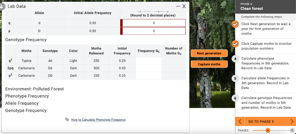 Solved Environment: Clean Forest Phenotype Frequency Allele | Chegg.com