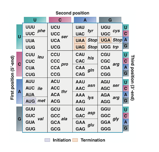 Solved For the following question this sequence represents a | Chegg.com