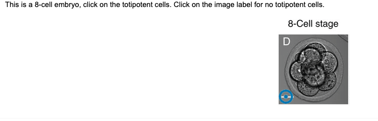 Solved This is a 8-cell embryo, click on the totipotent | Chegg.com