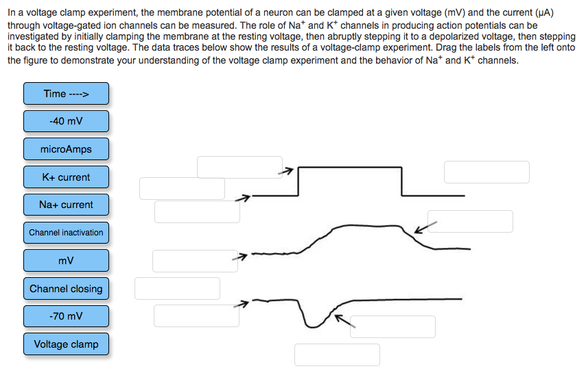 Solved In a voltage clamp experiment, the membrane potential | Chegg.com