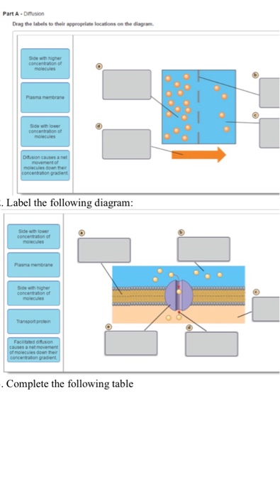 Solved Part A-Diffusion Drag the labels to their appropriate | Chegg.com