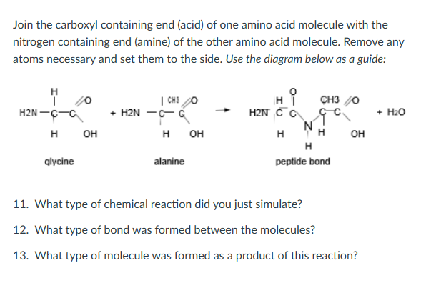 Solved Join the carboxyl containing end (acid) of one amino | Chegg.com