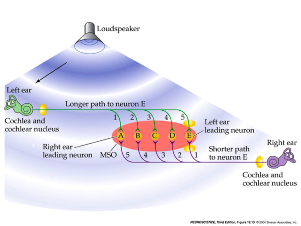 Solved In the following diagram, the firing of which | Chegg.com