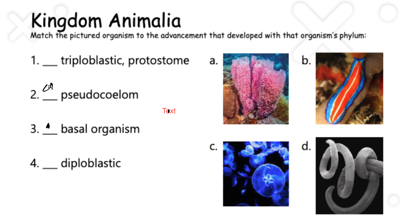 Solved Kingdom Animalia Match the pictured organism to the | Chegg.com