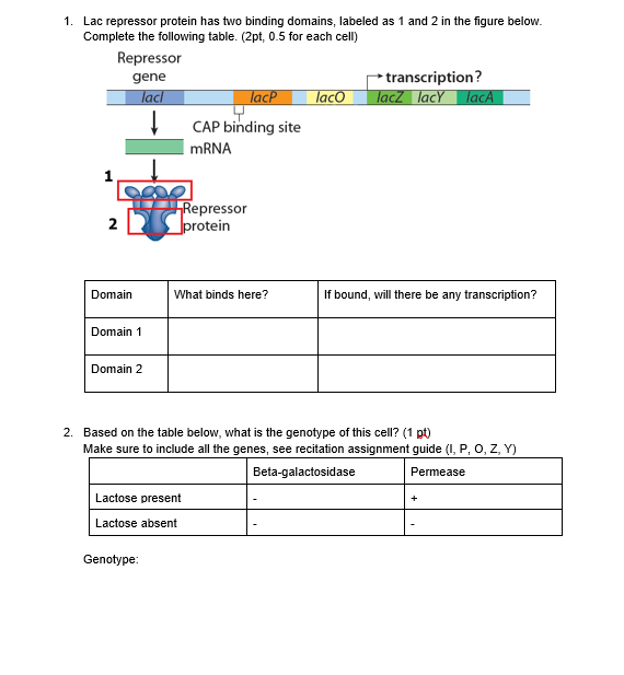 Solved 1. Lac repressor protein has two binding domains, | Chegg.com