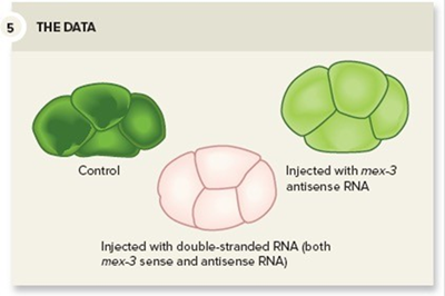 Solved Fire and Mello studied the effects on antisense and | Chegg.com