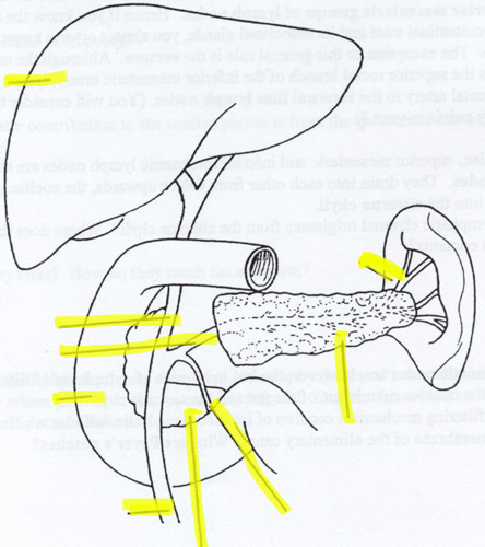 Solved Label the highlighted portions of the Hepatobiliary | Chegg.com