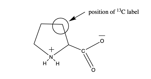 Solved Where would this isotope land up in the TCA | Chegg.com