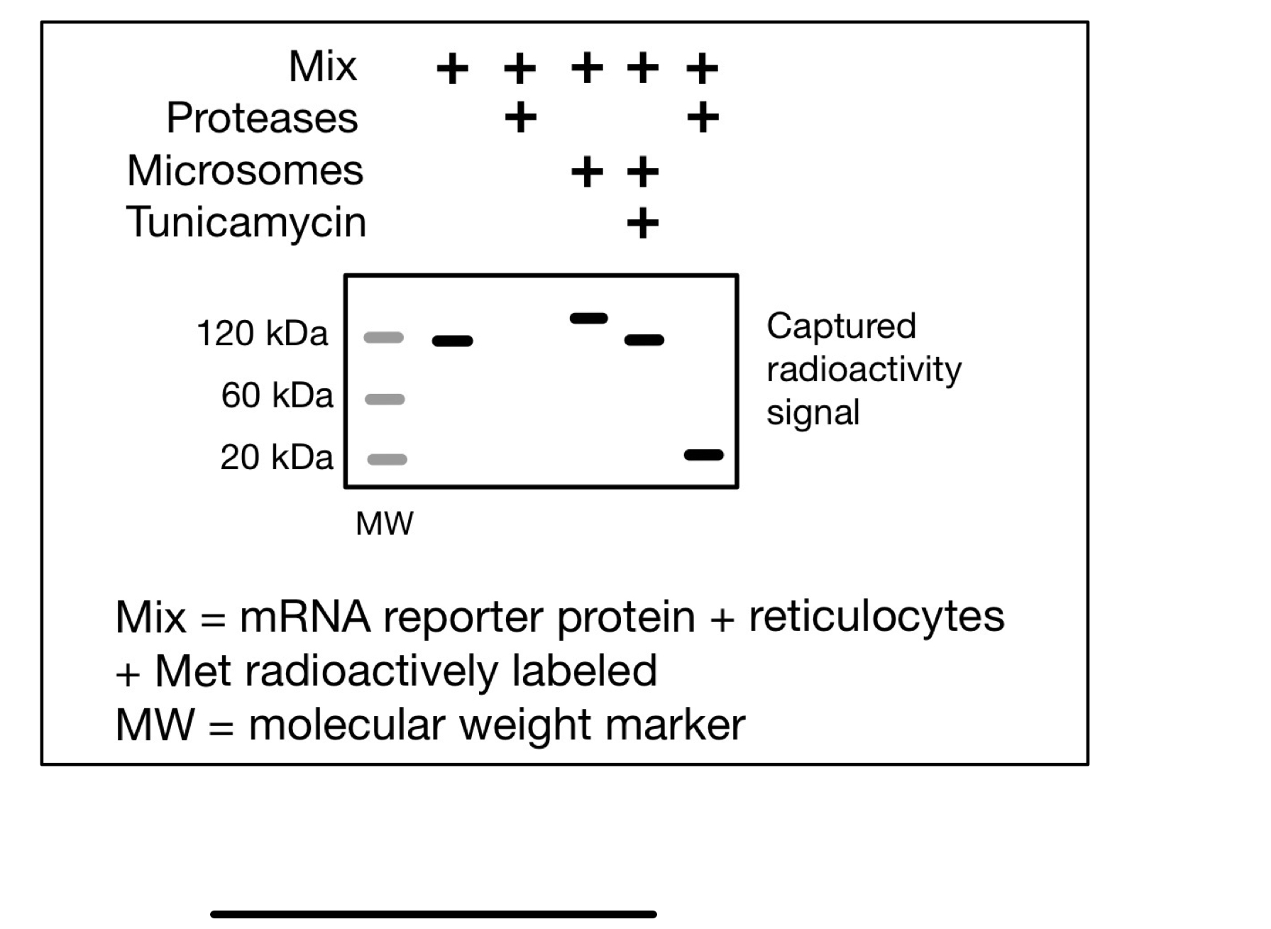 Solved Mix = mRNA reporter protein + reticulocytes + Met | Chegg.com