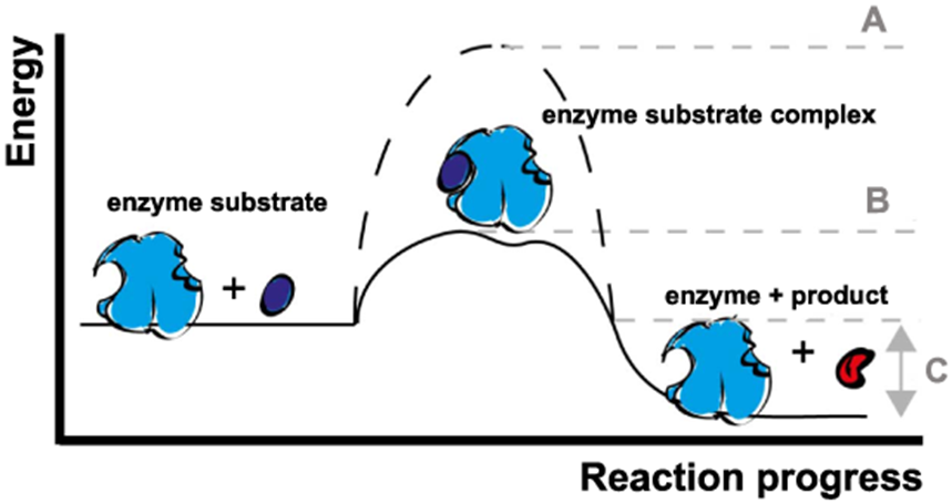 Solved Question 7. Use the following illustration of a | Chegg.com Solved Question 7. Use the following illustration of a | Chegg.com