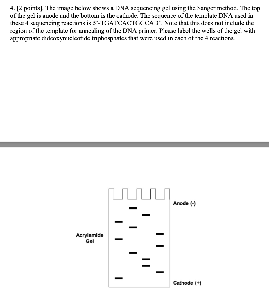 Solved 4. [2 points]. The image below shows a DNA sequencing | Chegg.com