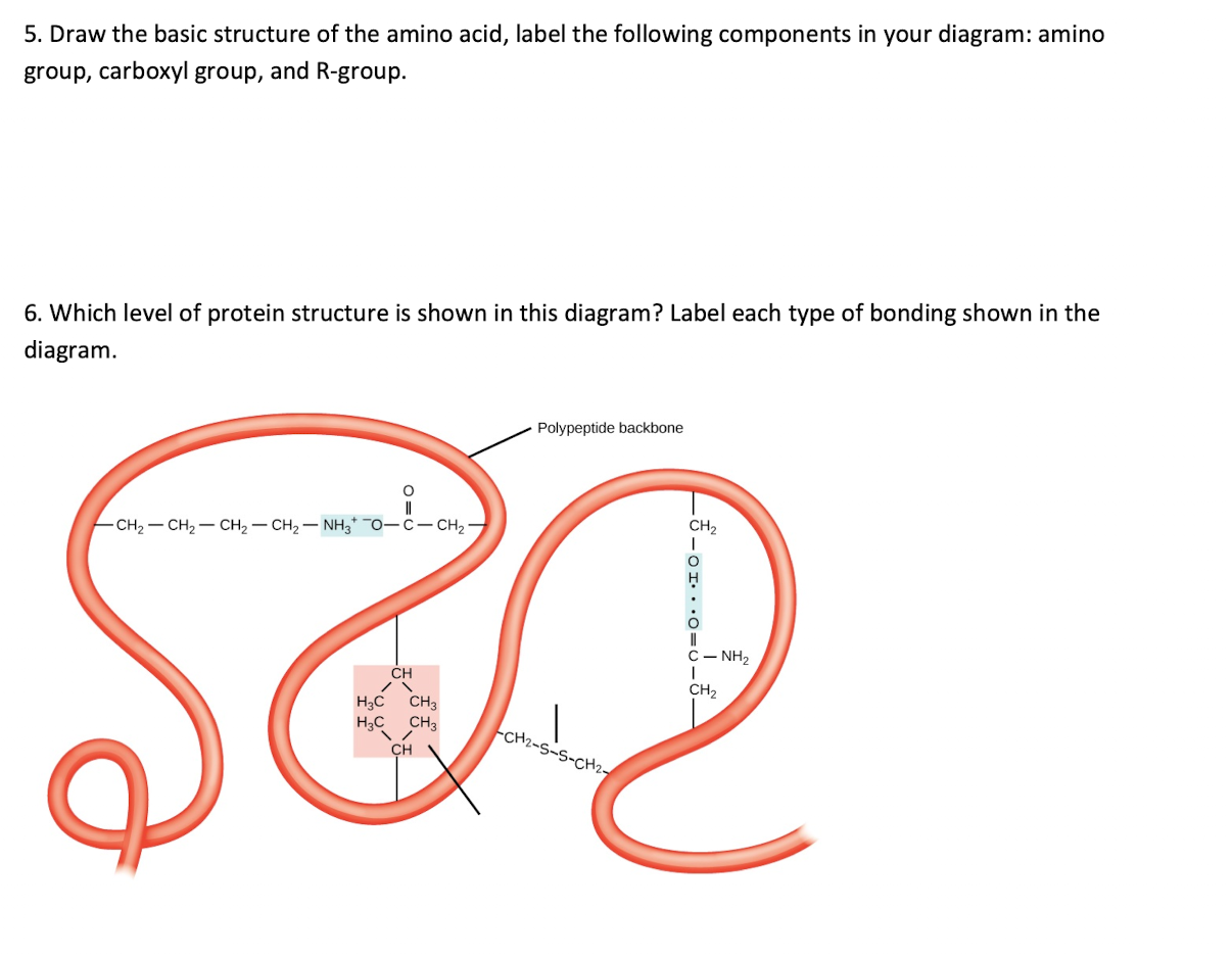 Solved 5. Draw the basic structure of the amino acid, label | Chegg.com
