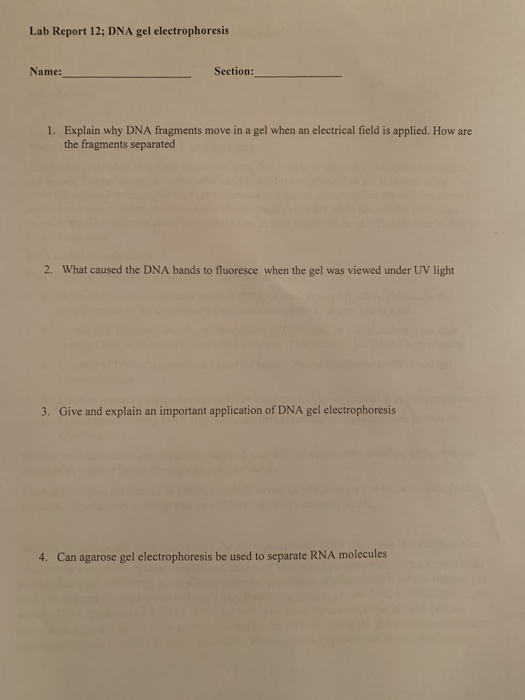 Solved Lab Report 12; DNA gel electrophoresis Name: Section: | Chegg.com