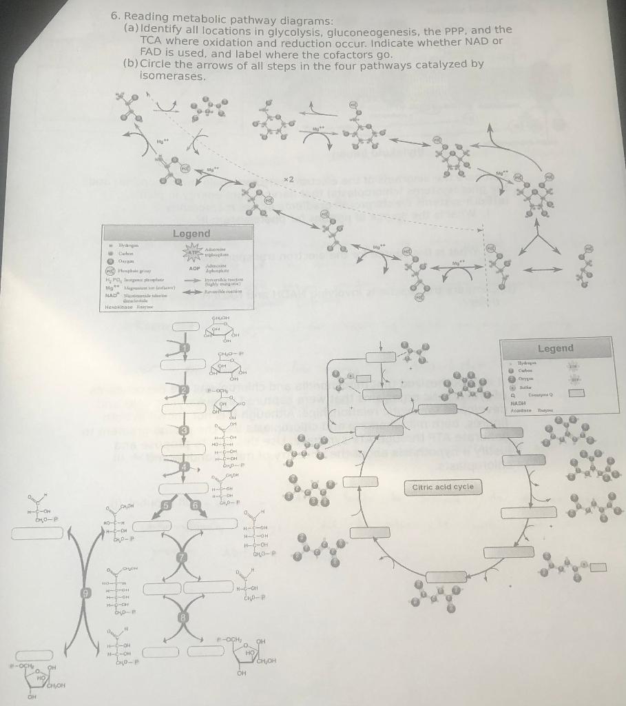 6. Reading metabolic pathway diagrams: (a) Identifu | Chegg.com 6. Reading metabolic pathway diagrams: (a) Identifu | Chegg.com