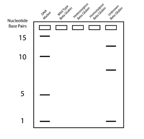 In this step, you will draw bands on the gel diagram | Chegg.com