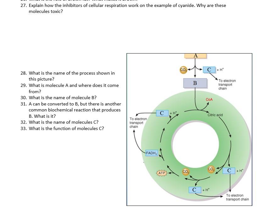 Solved 27. Explain how the inhibitors of cellular | Chegg.com