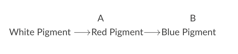 Solved Given the following pathway to produce blue flowers, | Chegg.com