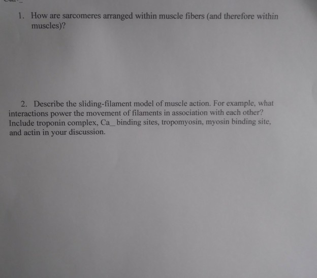 Solved Nervous Tissue worksheet 1. How are sarcomeres | Chegg.com
