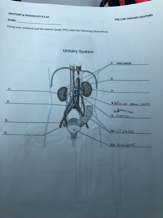 Solved ANATOMY&PHYSIOLOGY I LAB NAME: Using your textbook | Chegg.com