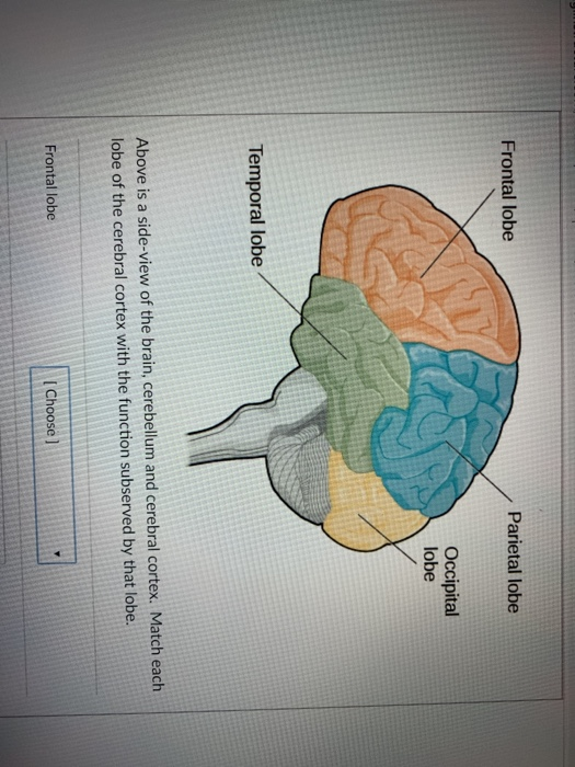 Solved Frontal lobe Parietal lobe Occipital lobe Temporal | Chegg.com