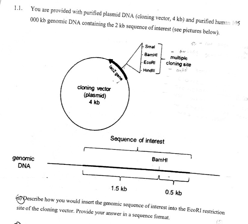 Solved 1.1. You are provided with purified plasmid DNA | Chegg.com
