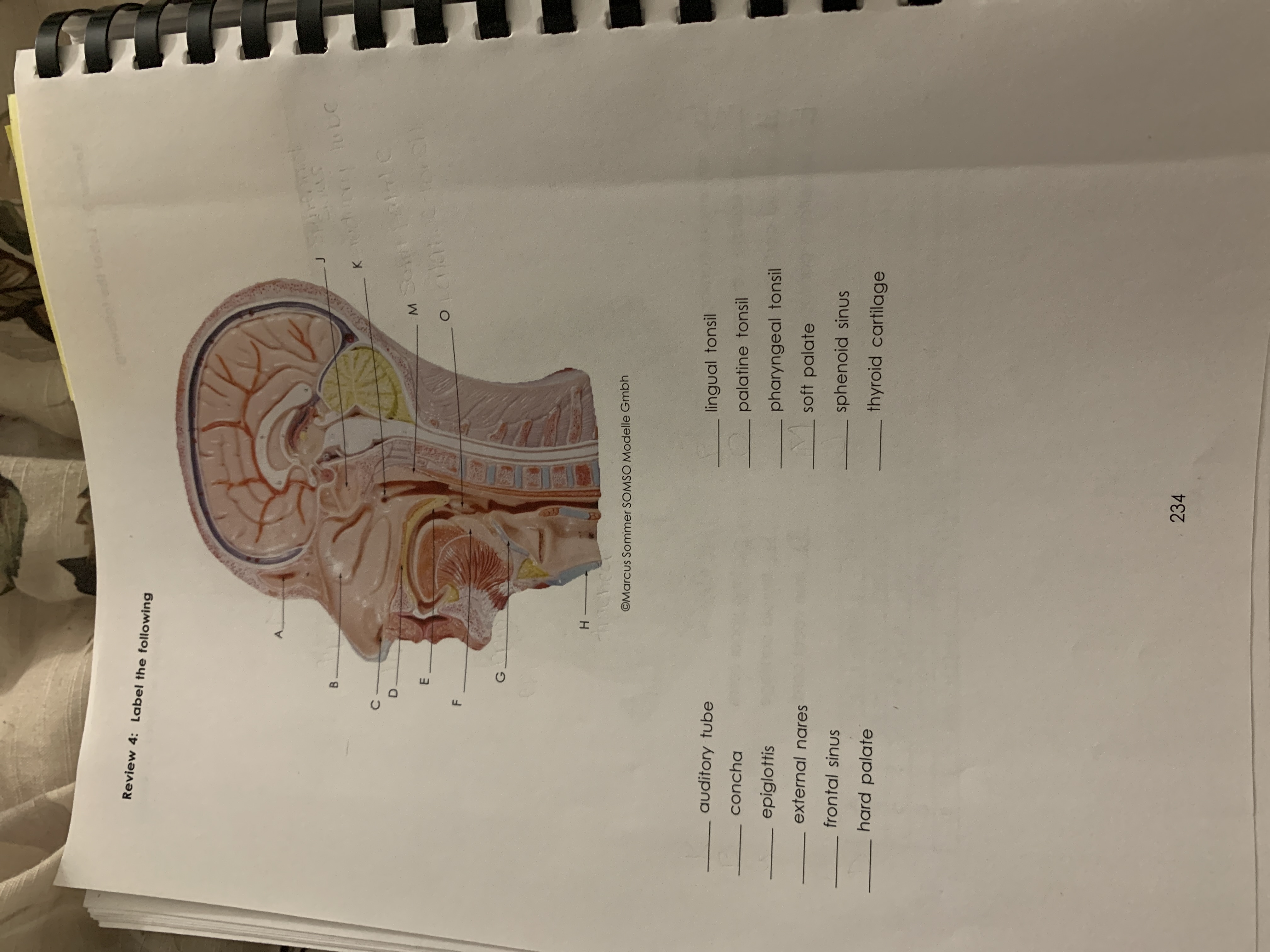Solved Review 4: Label the following auditory tube lingual | Chegg.com
