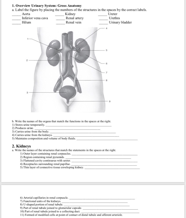 Solved 1. Overview Urinary System: Gross Anatomy a. Label | Chegg.com