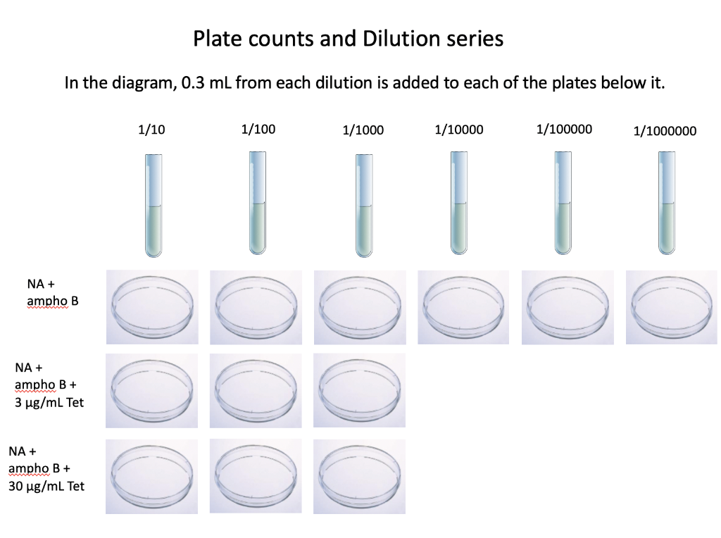 Solved Plate counts and Dilution series Dilution series In | Chegg.com