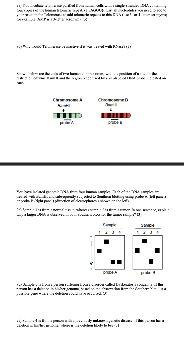 Solved 9a) You incubate telomerase purified from human cells | Chegg.com