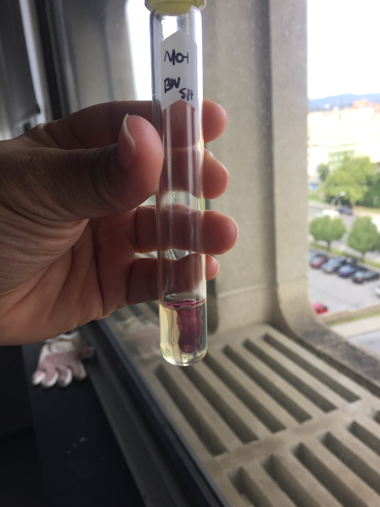 Solved Indole Production Test Results and Interpretations | Chegg.com