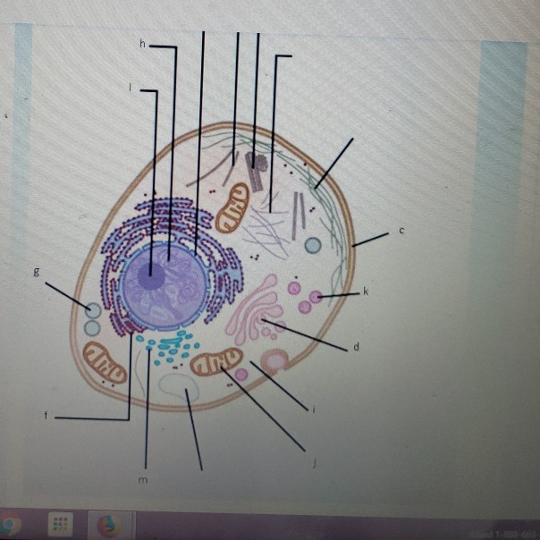 Solved cell structure and function lab report | Chegg.com