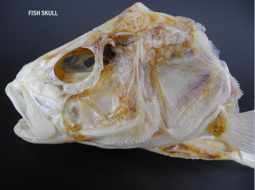 Solved FISH SKULL | Chegg.com