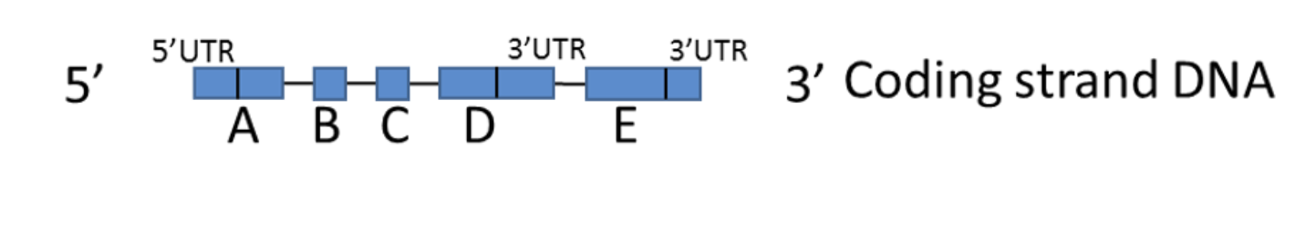 Solved Below is a diagram of the coding strand of DNA of a | Chegg.com