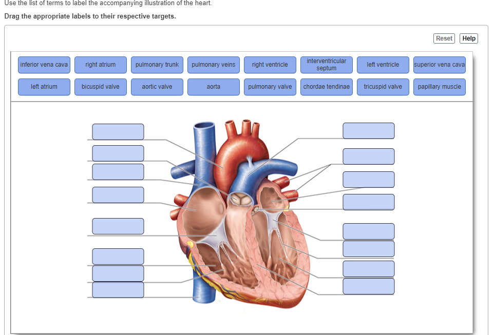 Solved Use the list of terms to label the accompanying | Chegg.com