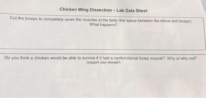 Chicken Wing Dissection Lab Answers