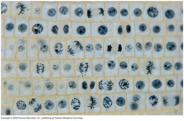 Solved You will look at a microscope image of onion root tip | Chegg.com