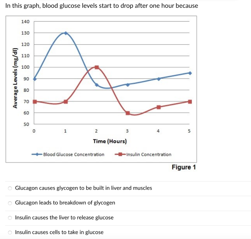 Solved In this graph, blood glucose levels start to drop | Chegg.com